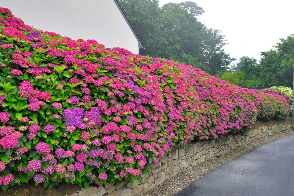Come realizzare una siepe di ortensie che ogni vicino invidierà