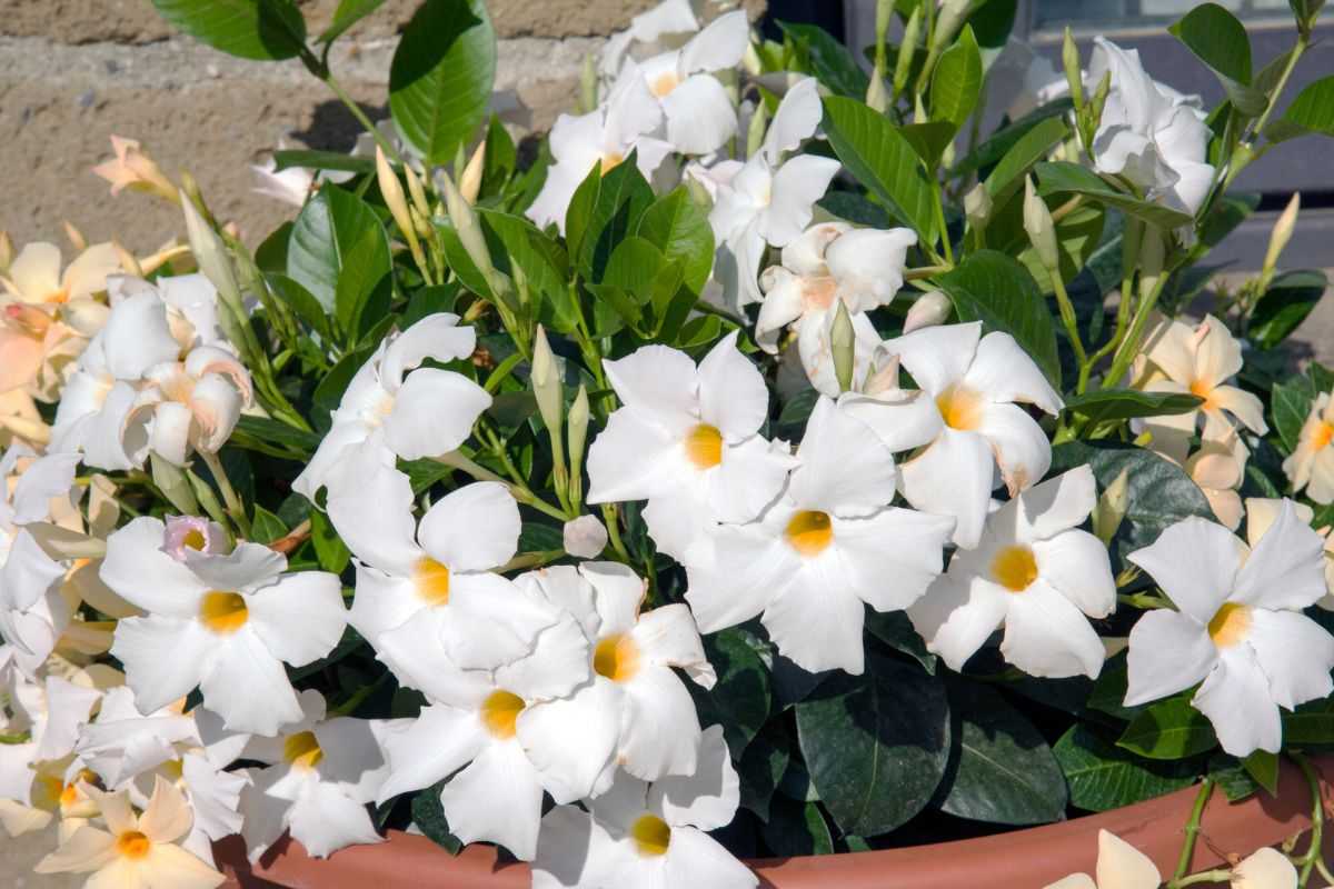 Dipladenia e Mandevilla: due piante simili ma con differenze importanti