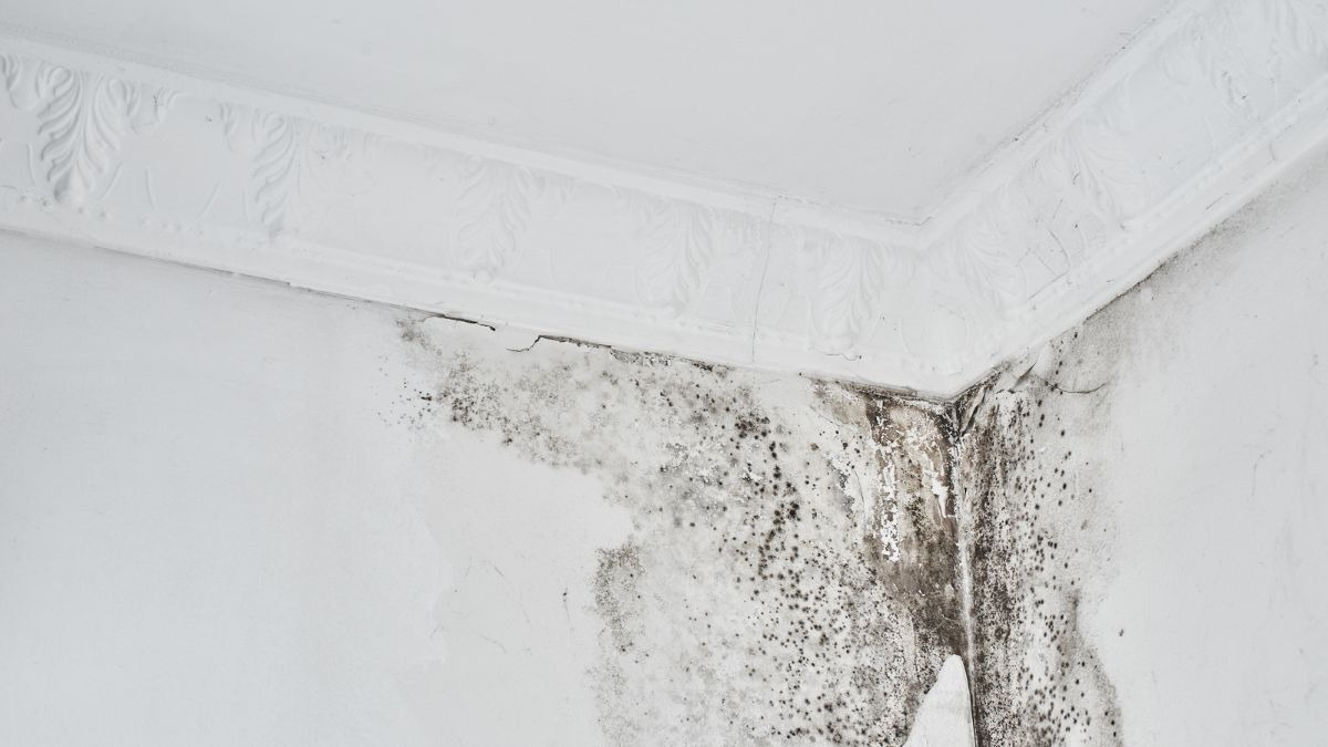 Muffa sui muri? Ecco le 10 piante che aiutano a ridurre l’umidità in casa