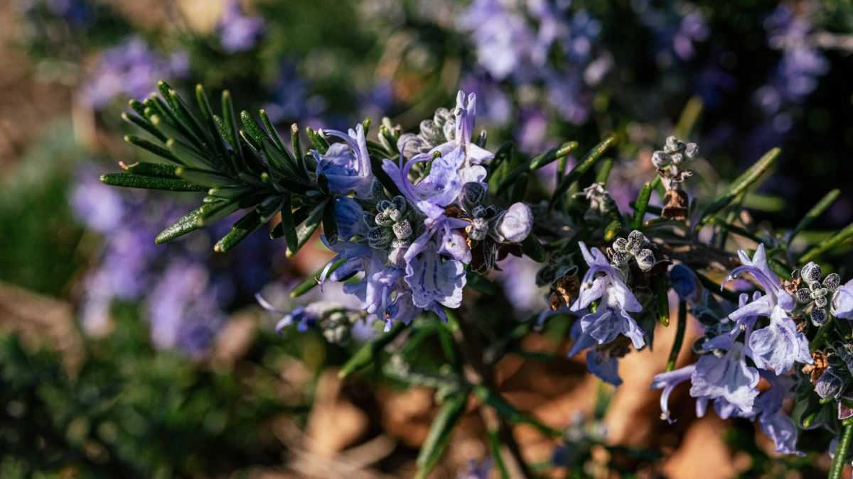 Fiorellini viola sul rosmarino? Ecco il segreto per farli sbocciare