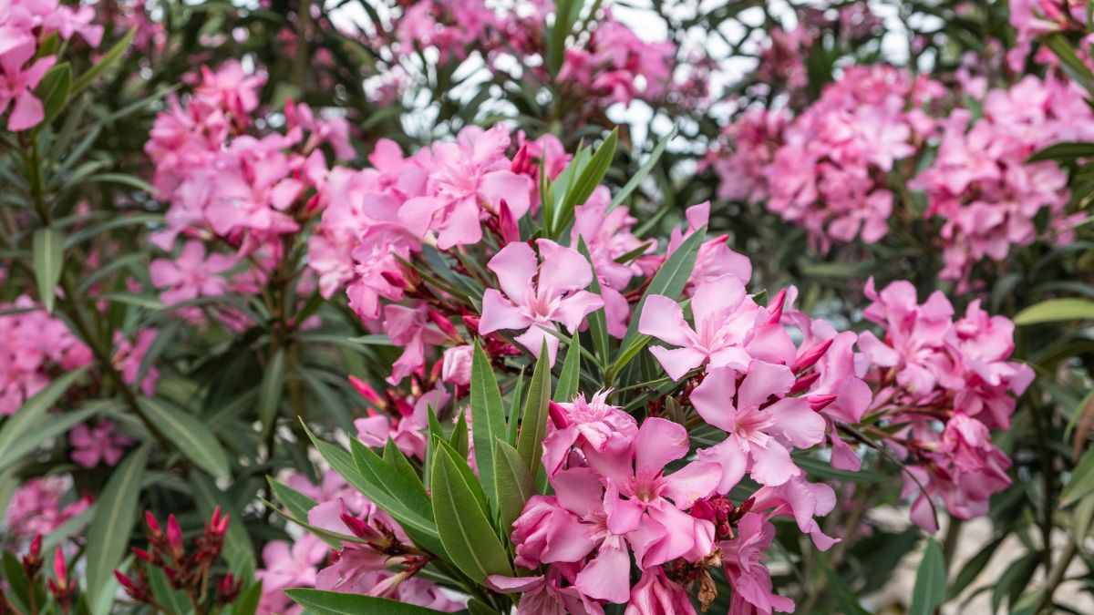 L'oleandro è davvero pericoloso? Tutto ciò che devi sapere sulla sua tossicità