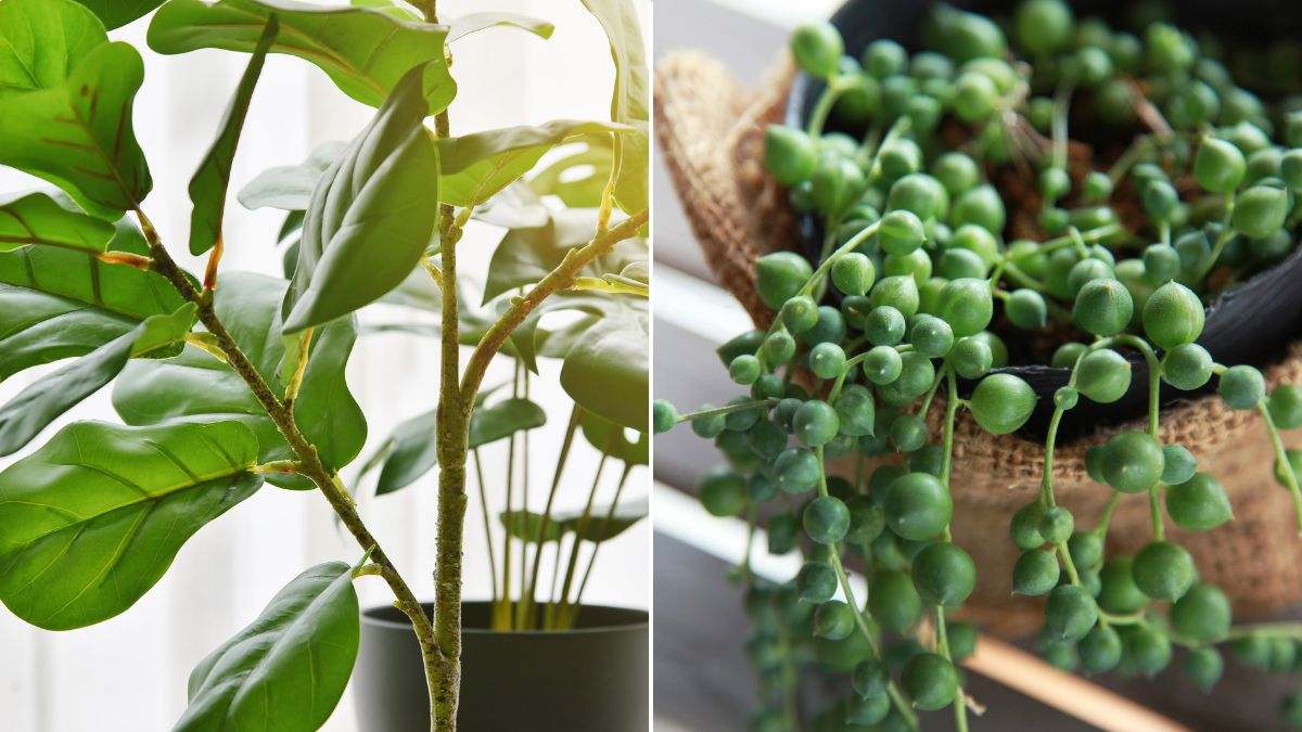 7 piante ideali per trasformare il tuo pianerottolo in un angolo verde