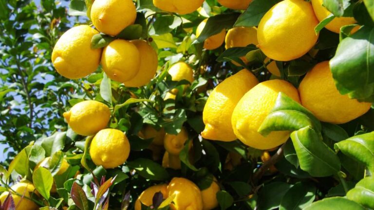 Quando e perché non bisogna lasciare i limoni sulla pianta
