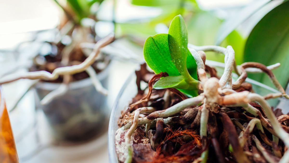 Radici rosse nell’orchidea? Ecco cosa causa il problema e come risolverlo