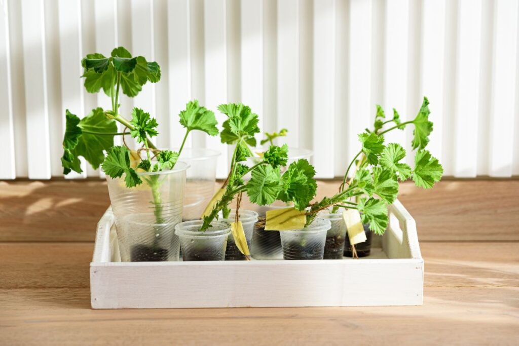 Come far radicare più velocemente una talea con ingredienti naturali